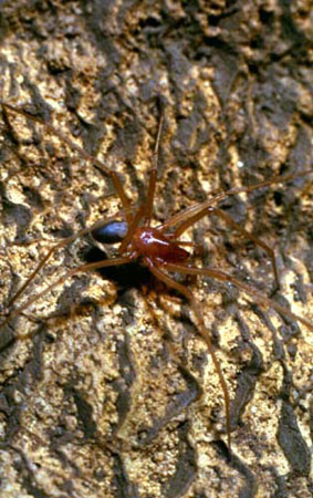 h_jamski pajek - Križna Jama